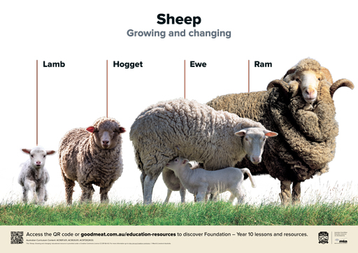 Good Meat | Resources