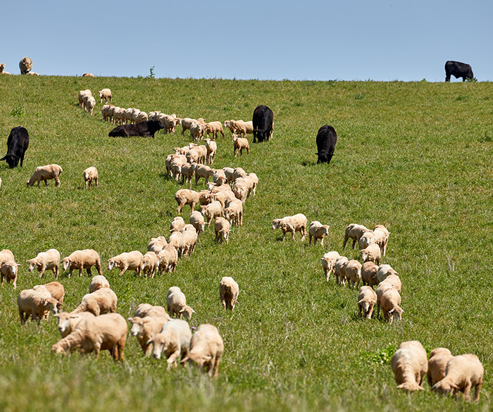 Australian Red Meat Is in High Demand | Australian Good Meat