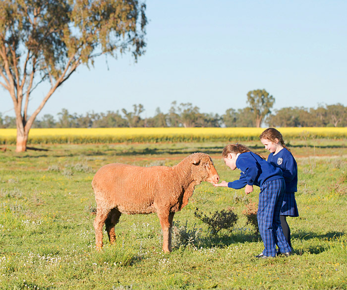 Effective Pain Relief for Livestock | Australian Good Meat