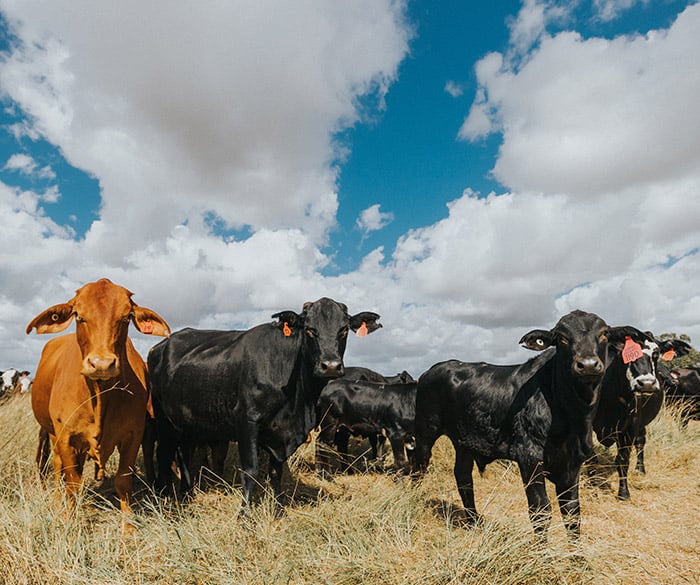 Australian livestock raised with minimal anitbiotics