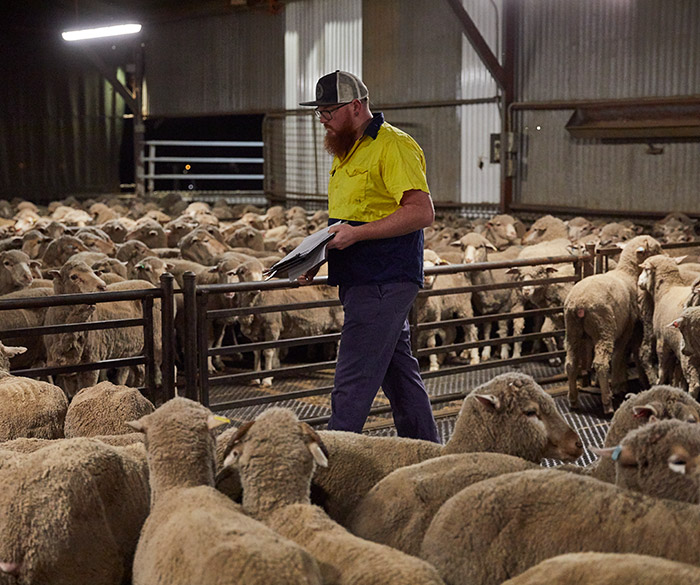 Rigorous Live Export Standards in AU | Australian Good Meat