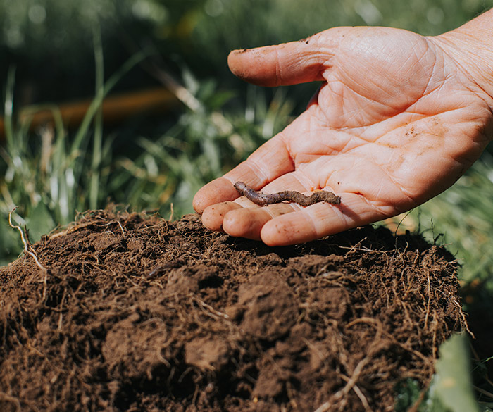 Nutrients in Manure Enriches the Soil | Australian Good Meat