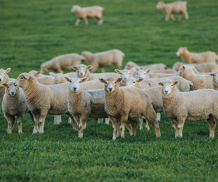 World’s 1st Sheep Sustainability Framework | Aus Good Meat