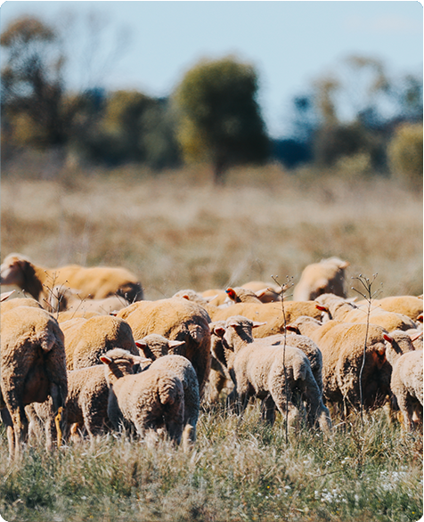 Agriculture & Sustainability Teaching Resources | AGM